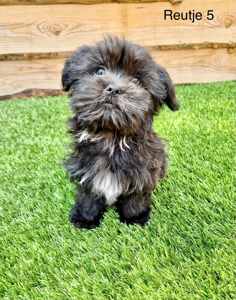 Boomer • De Vrijhoeve