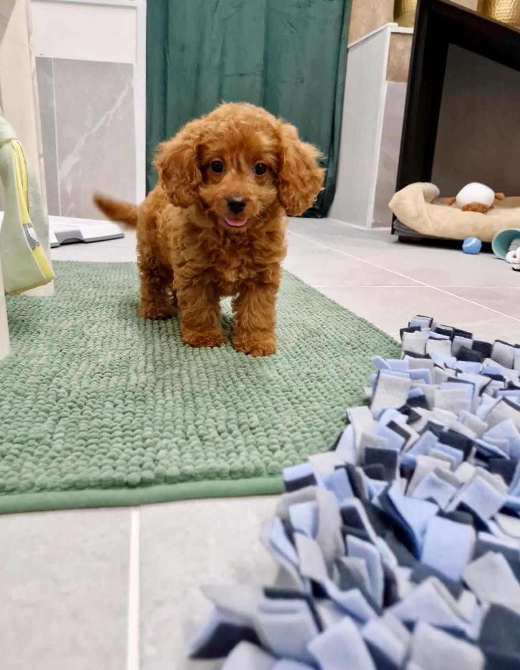 Boomer • De Vrijhoeve