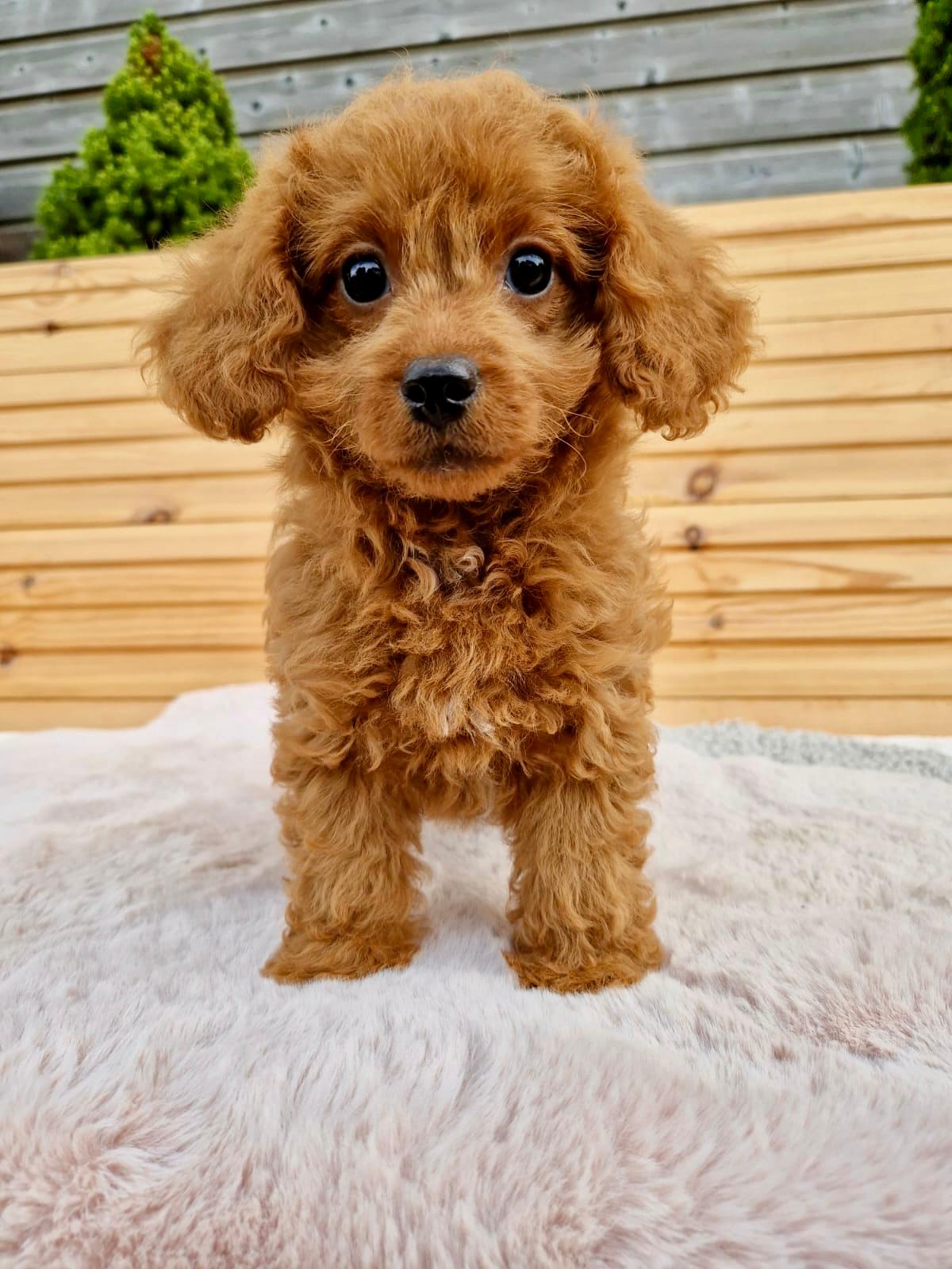 Boomer • De Vrijhoeve